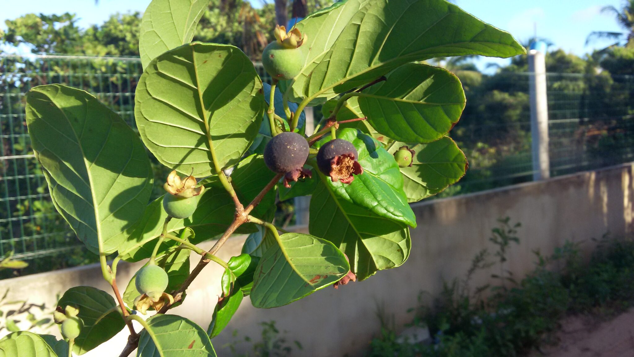 7 Dicas para Plantar Gabiroba